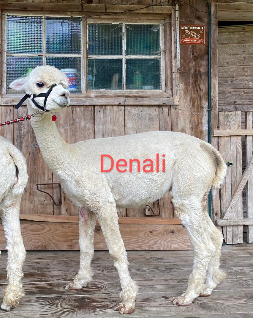 Alpakas - Sohlhof Alpakas Freiburg